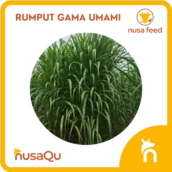 Rumput Gama Umami - Nusa Shop by nusaQu